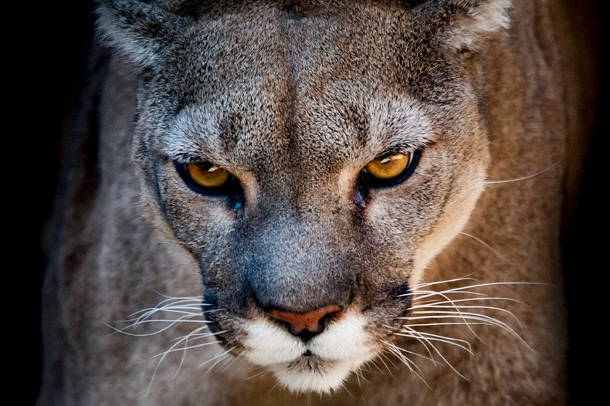 Mountain Lion Attacks 64-Year-Old Man on Rafting Trip - LGBT Prime ...